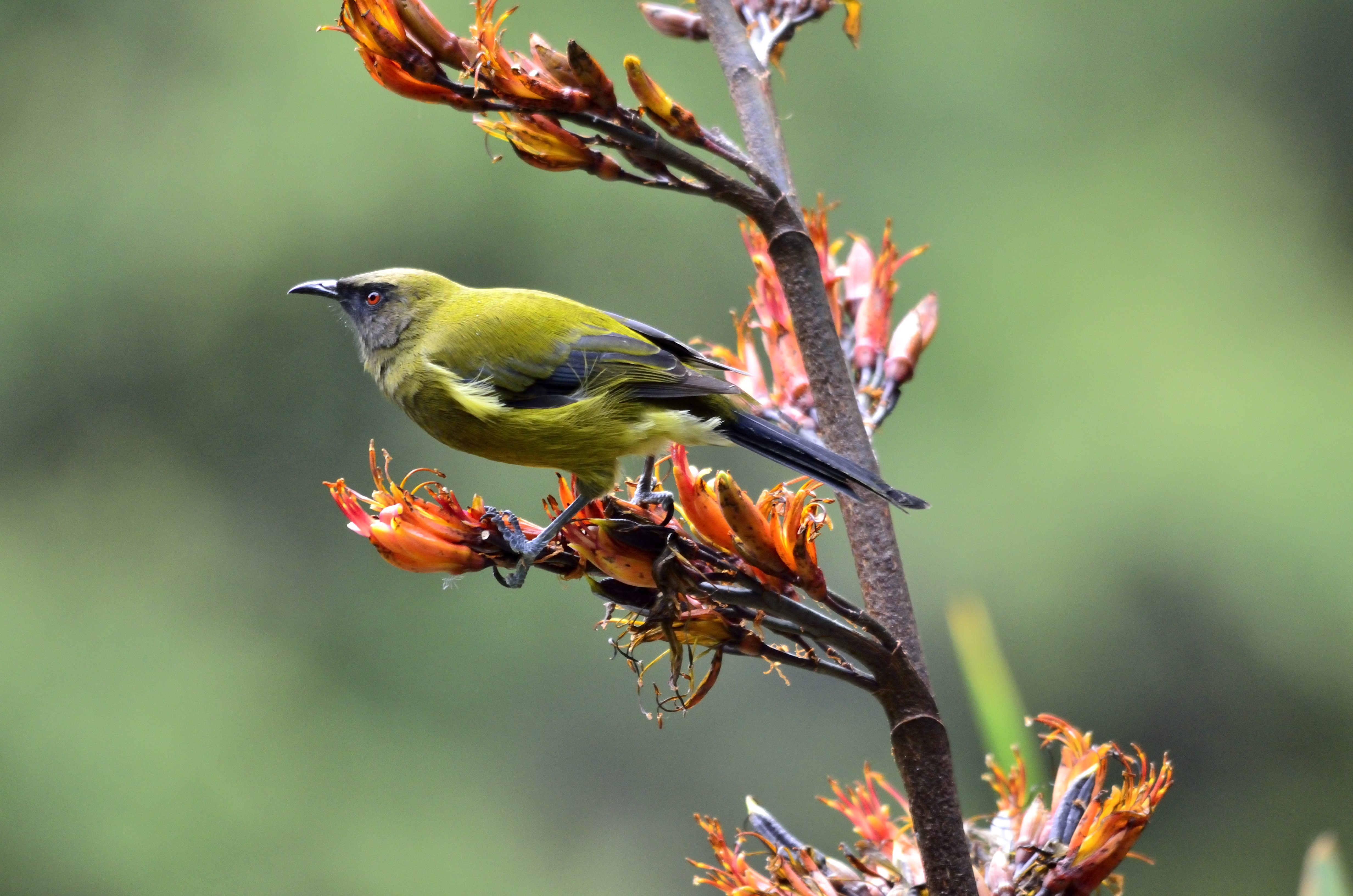 Birds And Seed Dispersal Liba Pejchar Birds And Seed Dispersal Liba Pejchar