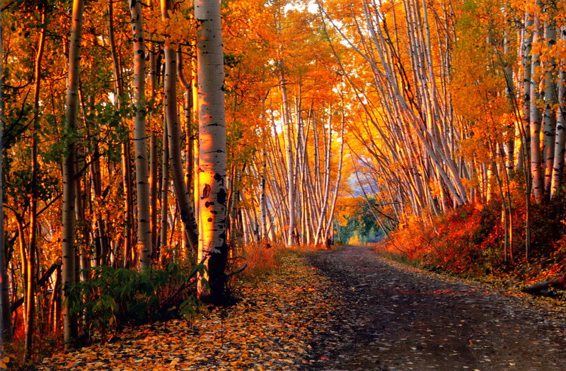 aspen_trees2 – Randy Major